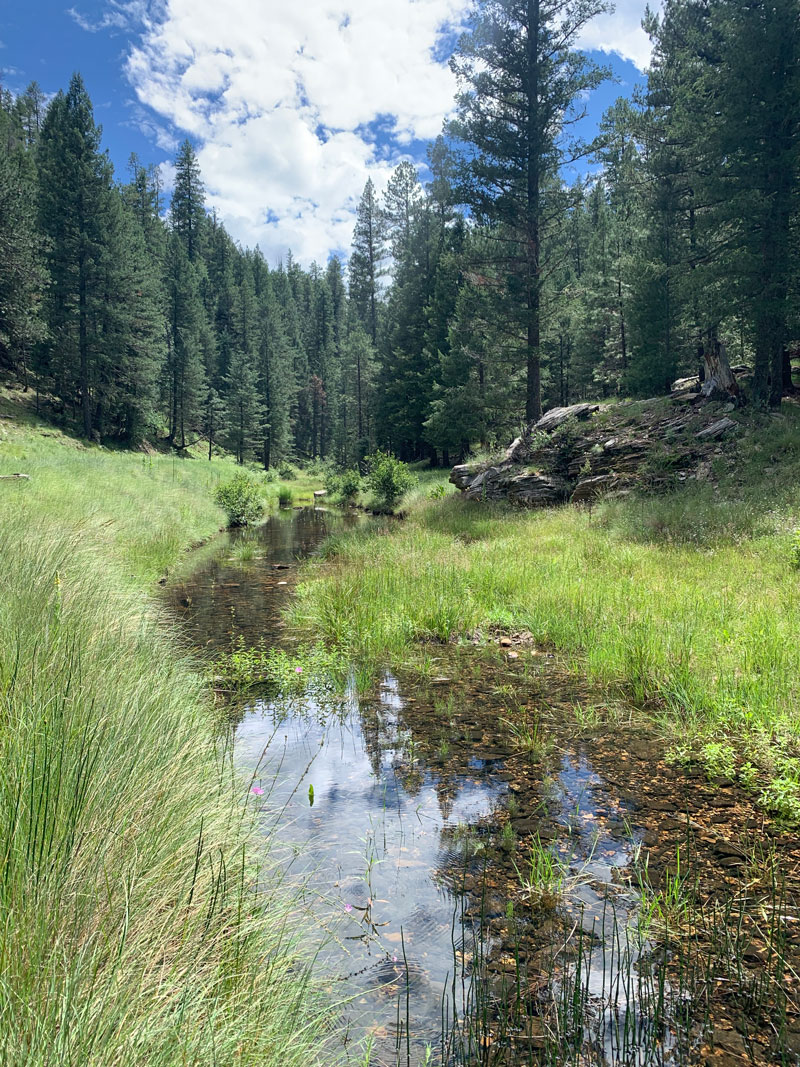 Hike Cabin Loop Trail for pure summer magic - WildPathsAZ