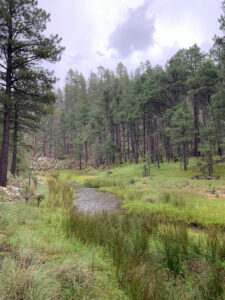 Hike Cabin Loop Trail for pure summer magic - WildPathsAZ