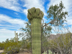 Crest Quest: Finding Crested Saguaros in Arizona - WildPathsAZ
