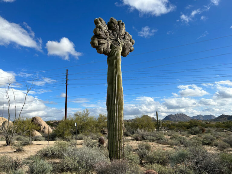 See a rare crested saguaro on the Sidewinder Trail - WildPathsAZ