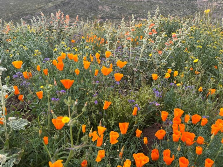 Hike Peridot Mesa for amazing wildflower displays - WildPathsAZ