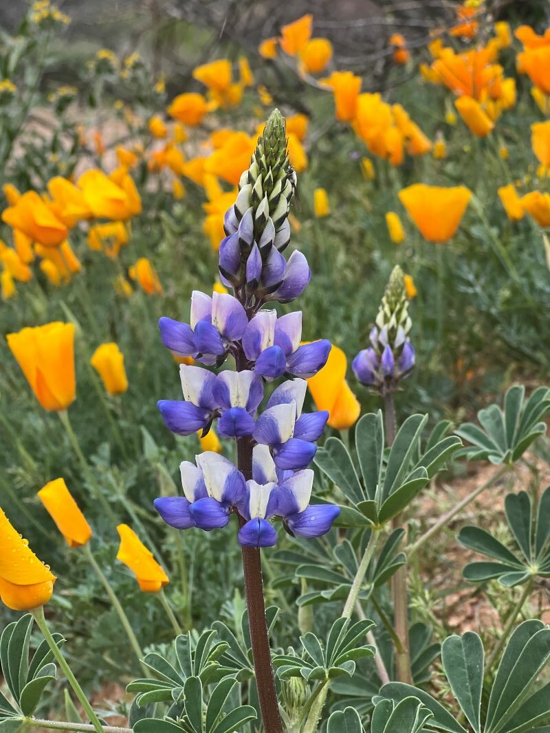 Hike Peridot Mesa for amazing wildflower displays - WildPathsAZ