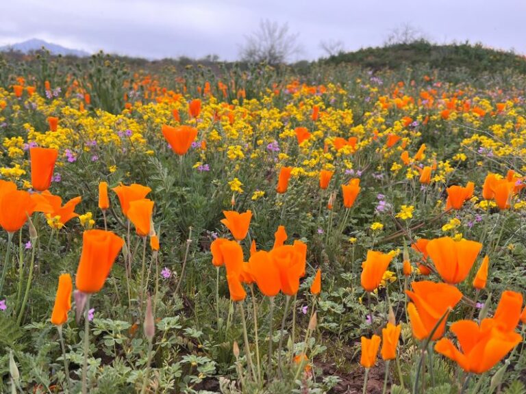 Hike Peridot Mesa for amazing wildflower displays - WildPathsAZ