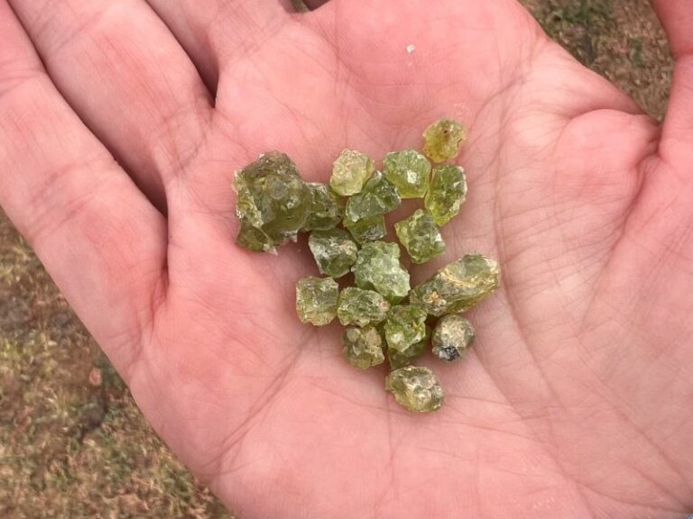 Hike Peridot Mesa for amazing wildflower displays - WildPathsAZ