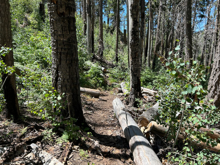 Hike Heliograph Peak to a 100-foot tall fire lookout - WildPathsAZ