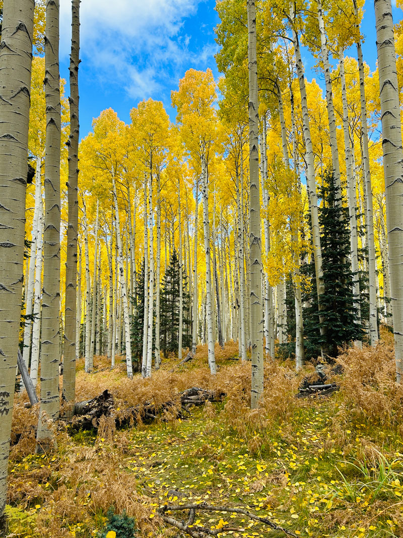 Where to See Fall Color in Arizona - WildPathsAZ
