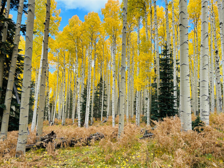 Hike Aspen Nature Loop for absolutely glorious fall color - WildPathsAZ