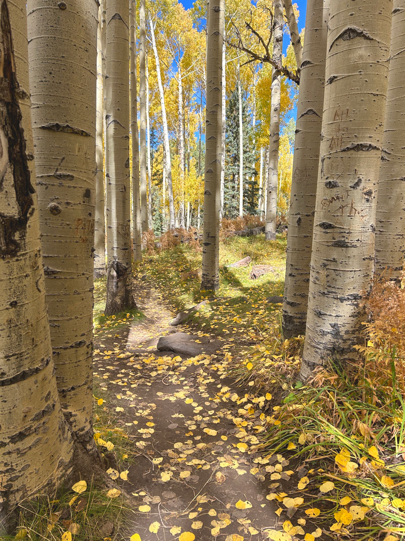 Hike Aspen Nature Loop for absolutely glorious fall color - WildPathsAZ