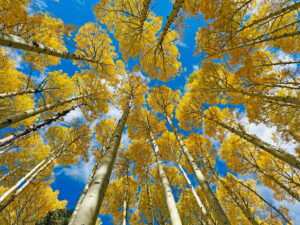 Hike Aspen Nature Loop for absolutely glorious fall color - WildPathsAZ