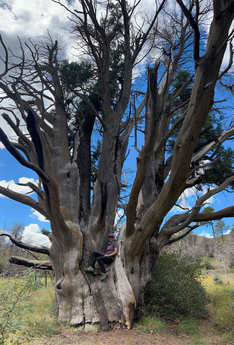 Hike to an Apple Orchard and Forest in the Desert | Reavis Ranch - WildPathsAZ