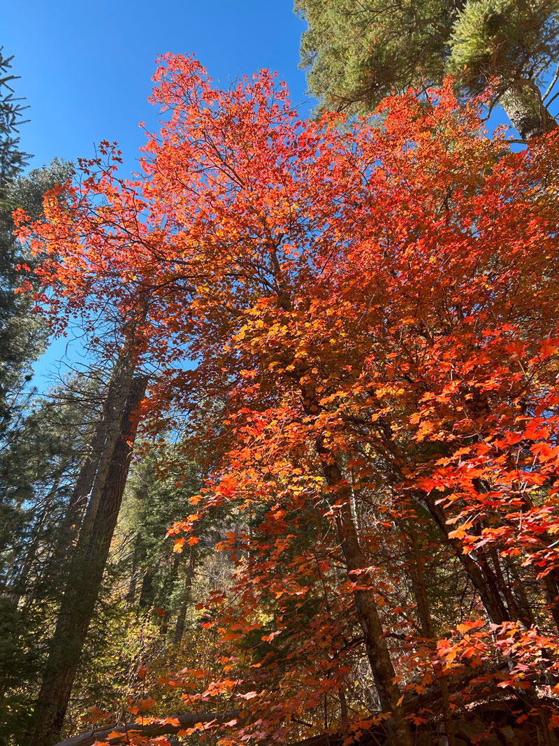 Where to See Fall Color in Arizona - WildPathsAZ